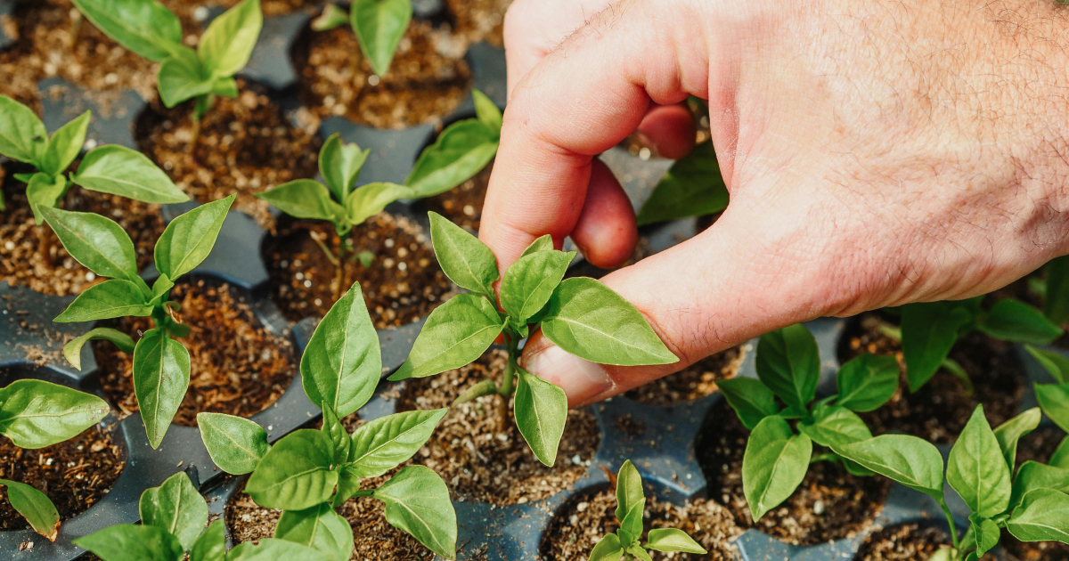 Full Vision Capital - News